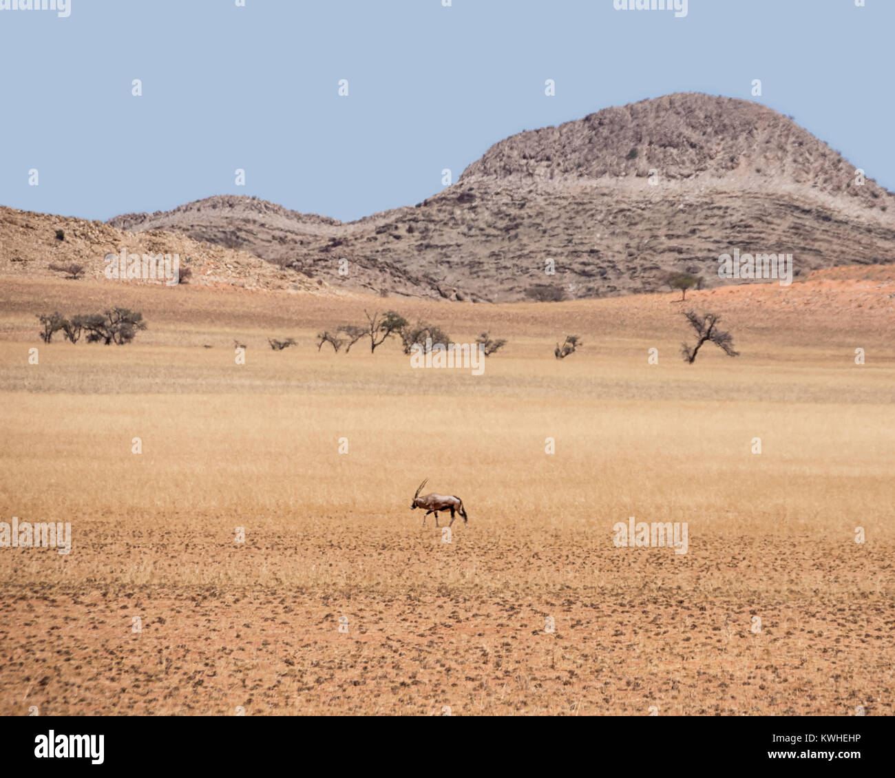 Gemsbok antelope in the Namib desert Stock Photo - Alamy