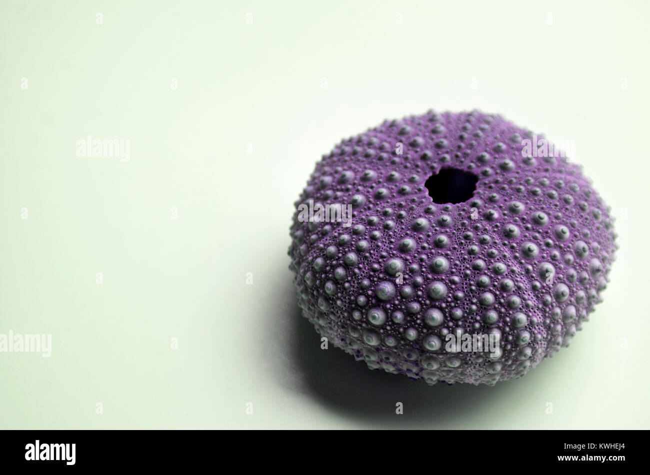 Sea urchin shell hi-res stock photography and images - Alamy