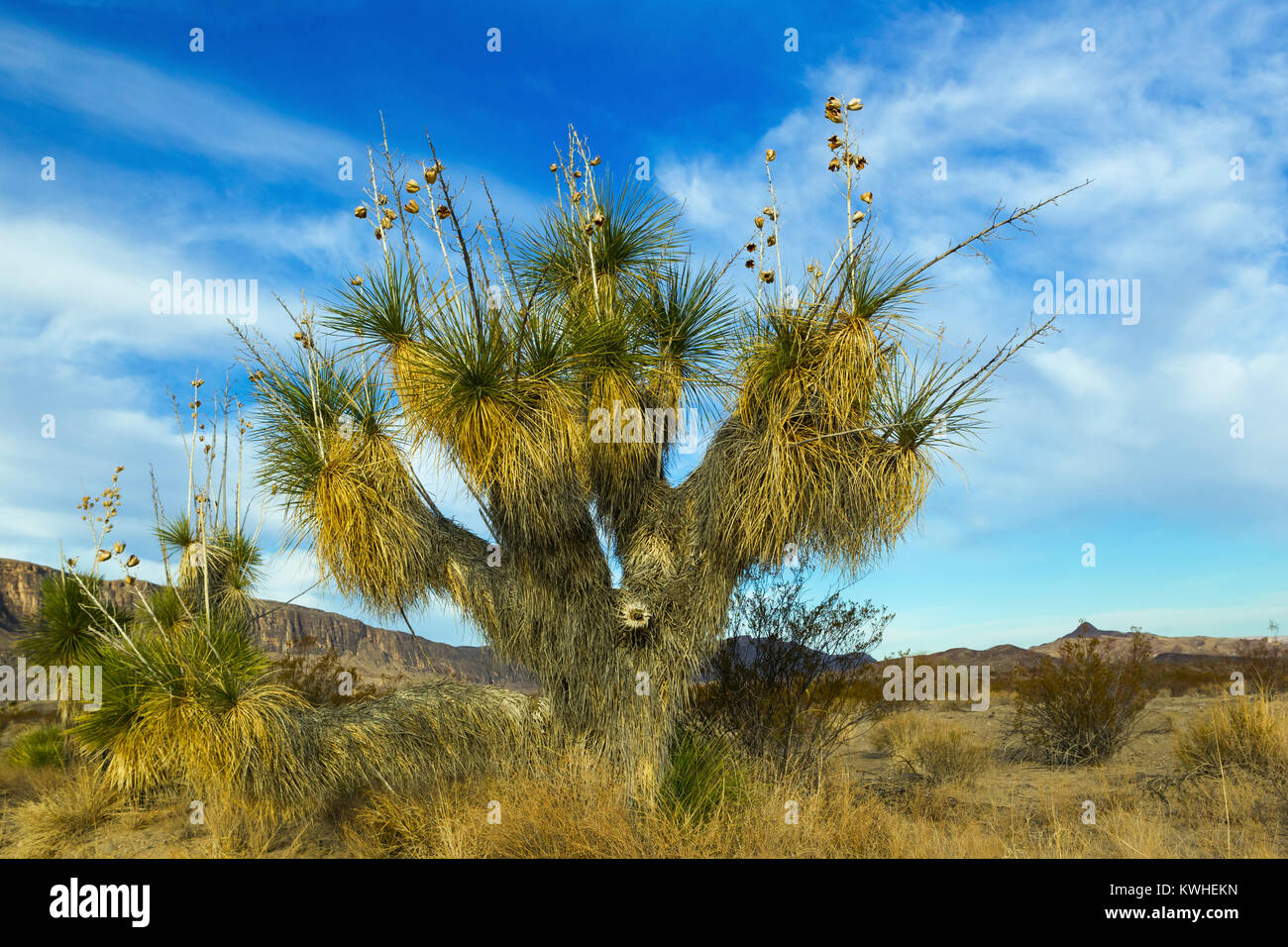 Thompson's Yucca (Yucca thompsoniana) in Big Bend National Park, Texas ...