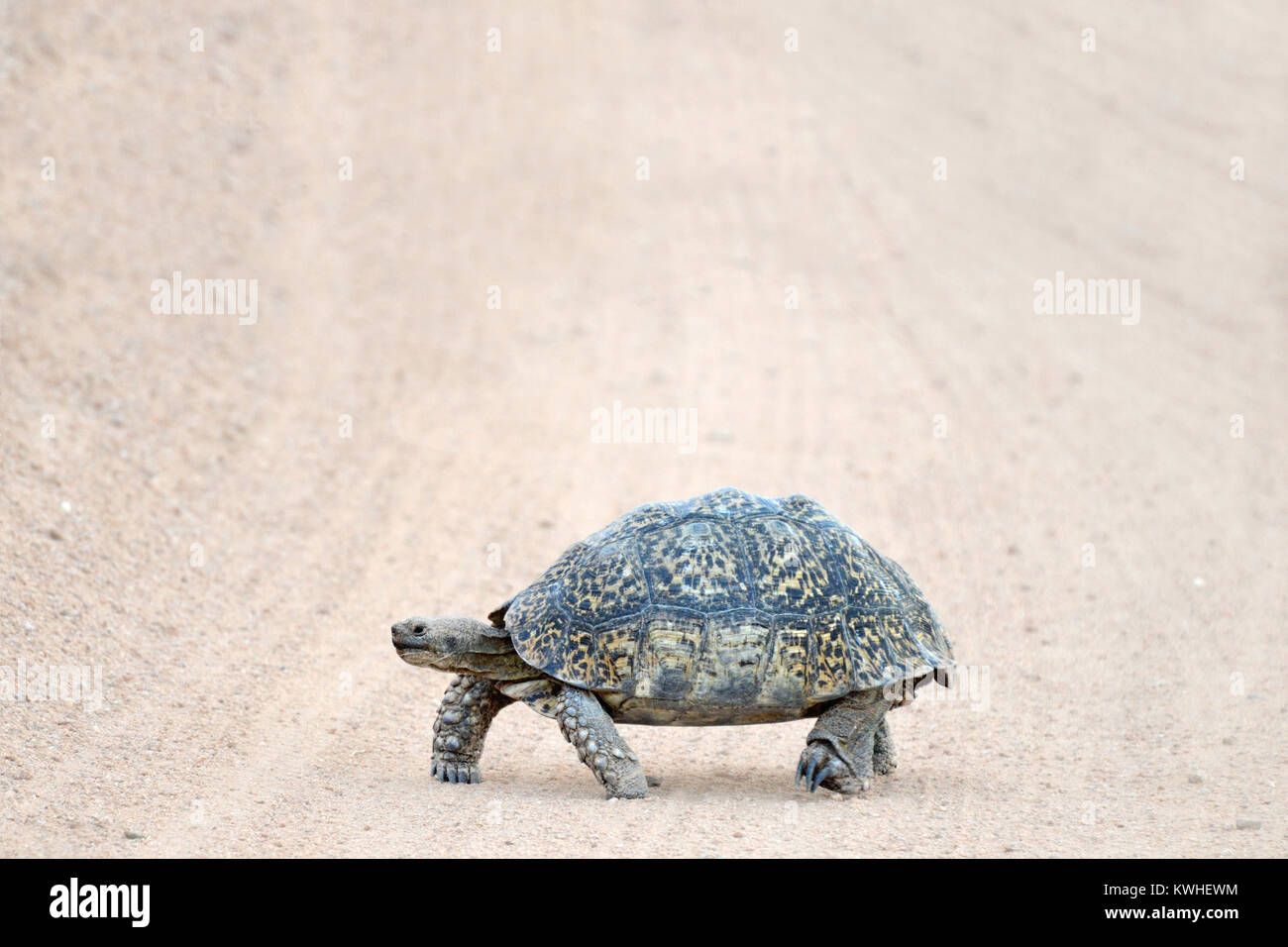Slow moving tortoise walking across sand track in national park South ...