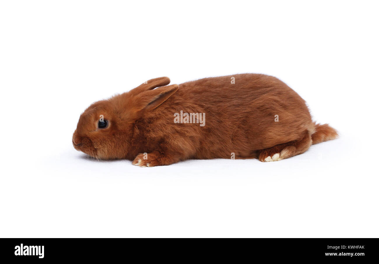 New Zealand purebred red baby rabbit on white tablecloth Stock Photo ...
