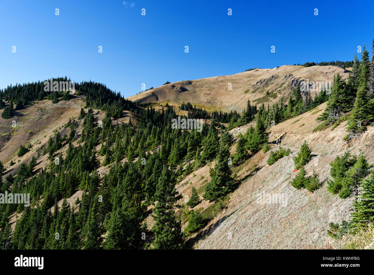 The Hurricane Hill Trail in Olympic National Park, Washington Stock ...