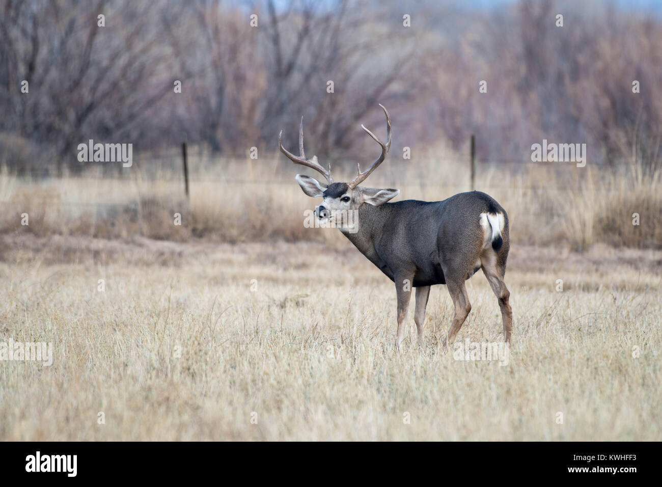Rocky Mountain Mule Deer, (Odocoileus hemionus hemionus), Bernardo ...