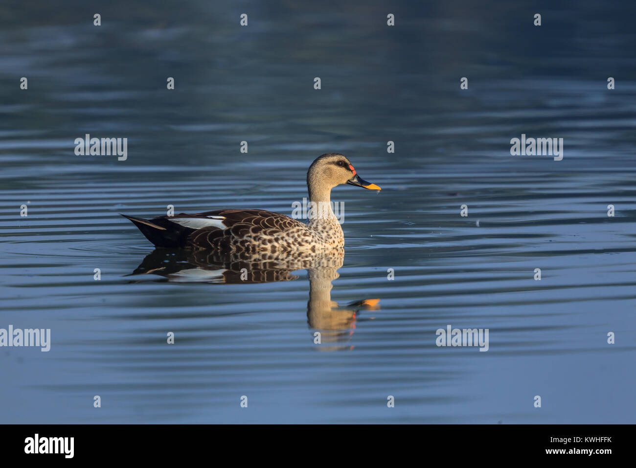 The Indian spot-billed duck is a large dabbling duck which is a non ...