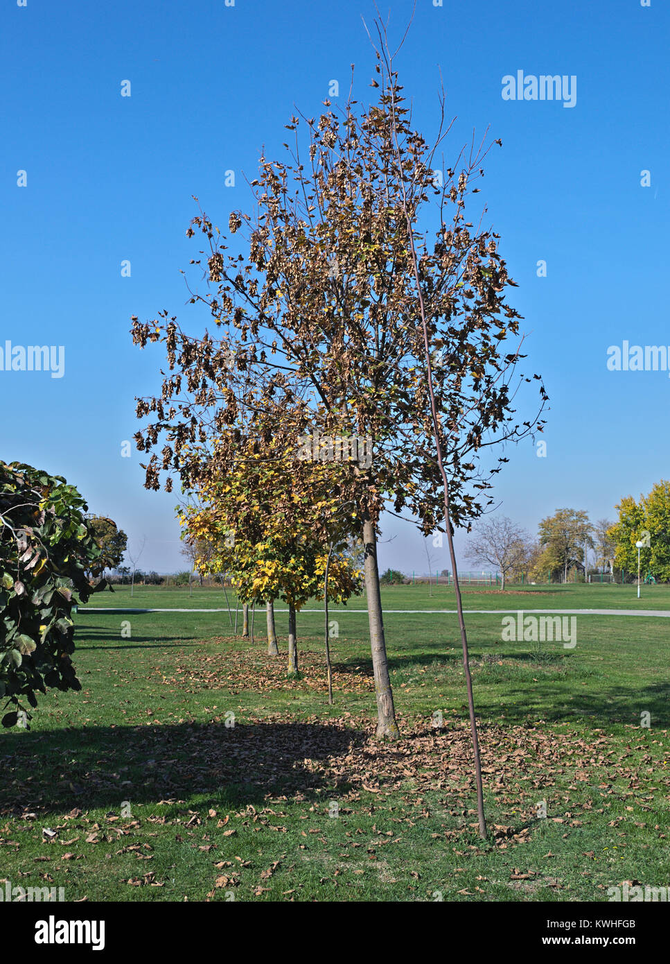Poplar trees with yellow leaves at autumn Stock Photo - Alamy