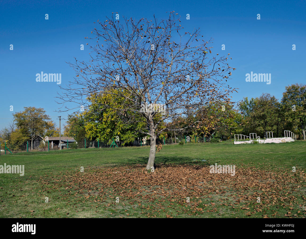 Walnut tree at field, with fallen leaves around it, autumn time Stock ...