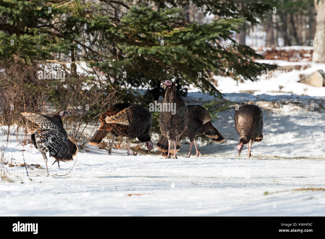 Wild turkeys foraging below pine trees, Bar Harbor, Maine Stock Photo ...