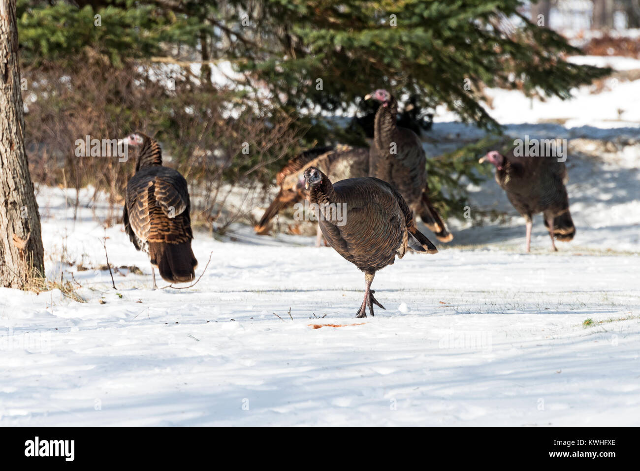 Raft of turkeys hi-res stock photography and images - Alamy