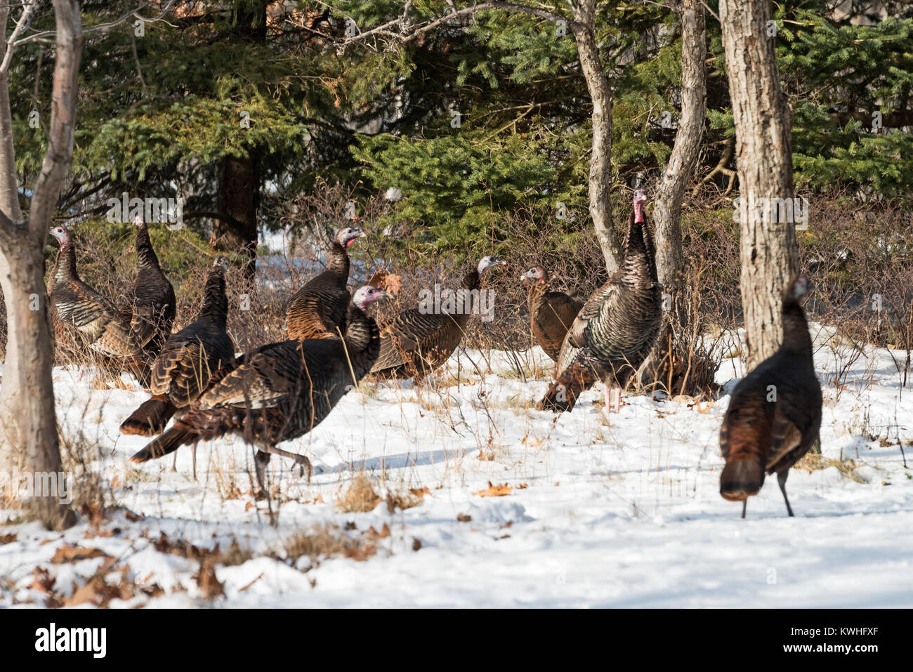 Wild turkeys foraging below pine trees, Bar Harbor, Maine Stock Photo ...