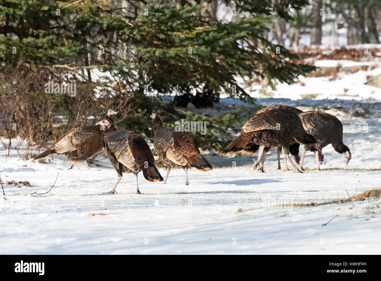 Raft of turkeys hi-res stock photography and images - Alamy