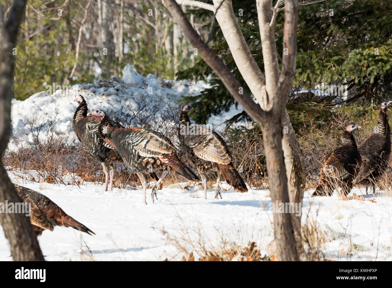 Eastern wild turkey hen hi-res stock photography and images - Alamy