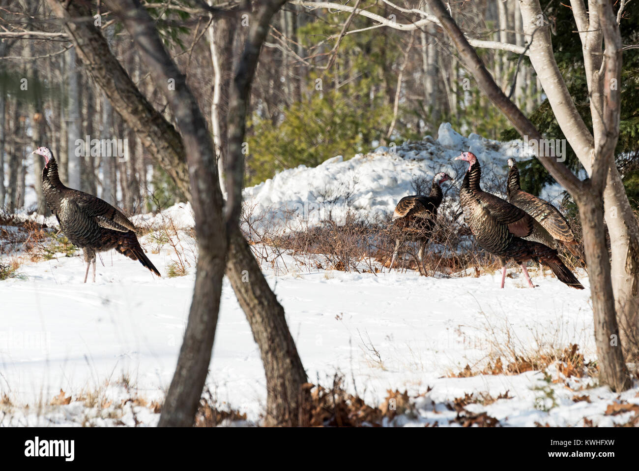 Wild turkey hens hi-res stock photography and images - Alamy