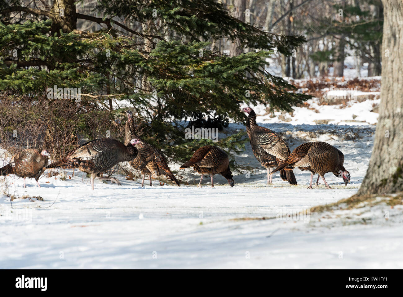 Raft of turkeys hi-res stock photography and images - Alamy