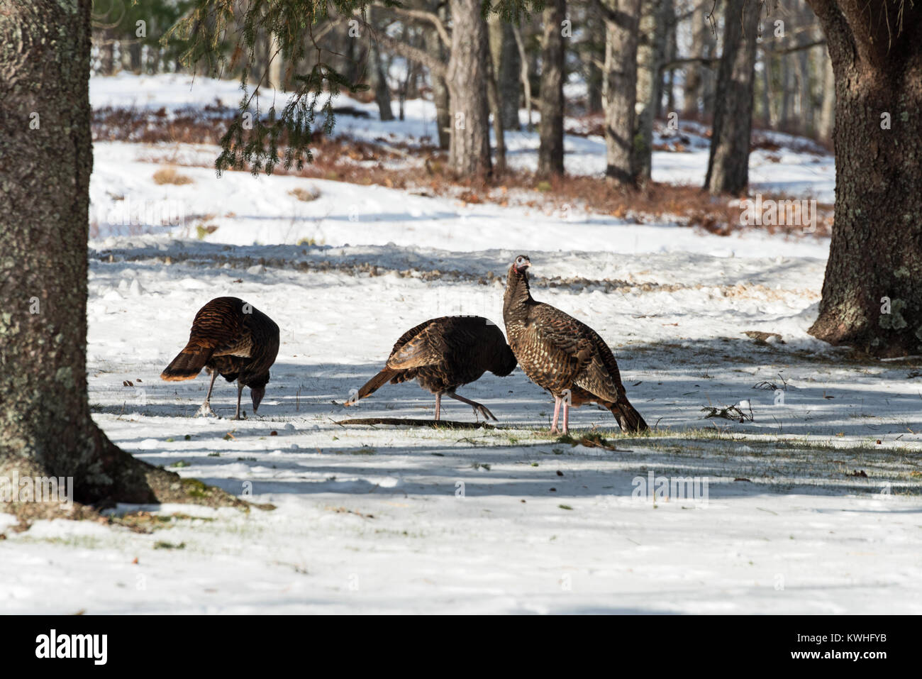 Raft of turkeys hi-res stock photography and images - Alamy