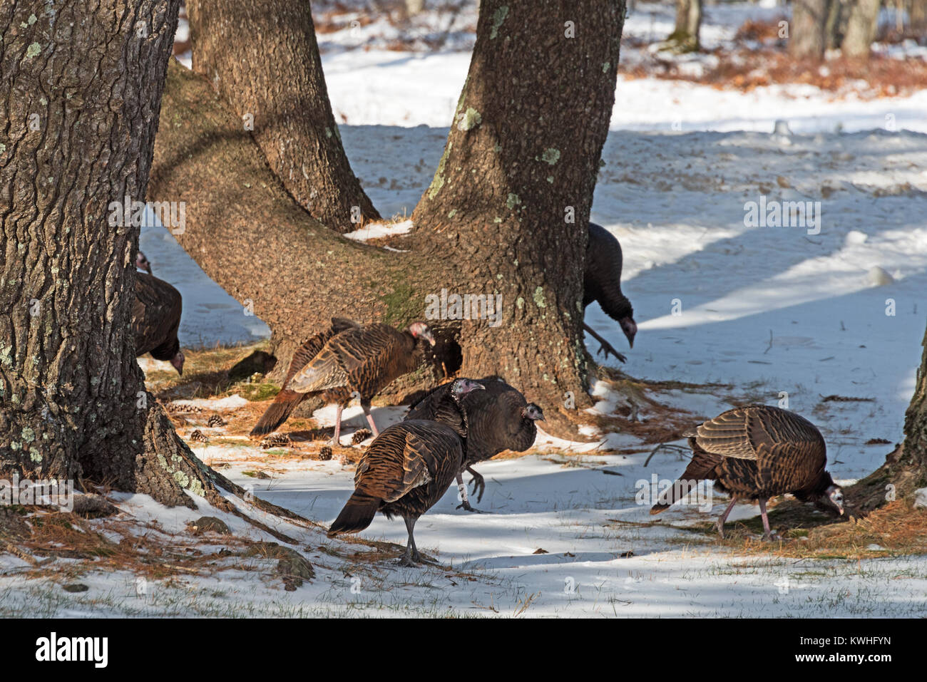 Eastern wild turkey hen hi-res stock photography and images - Alamy