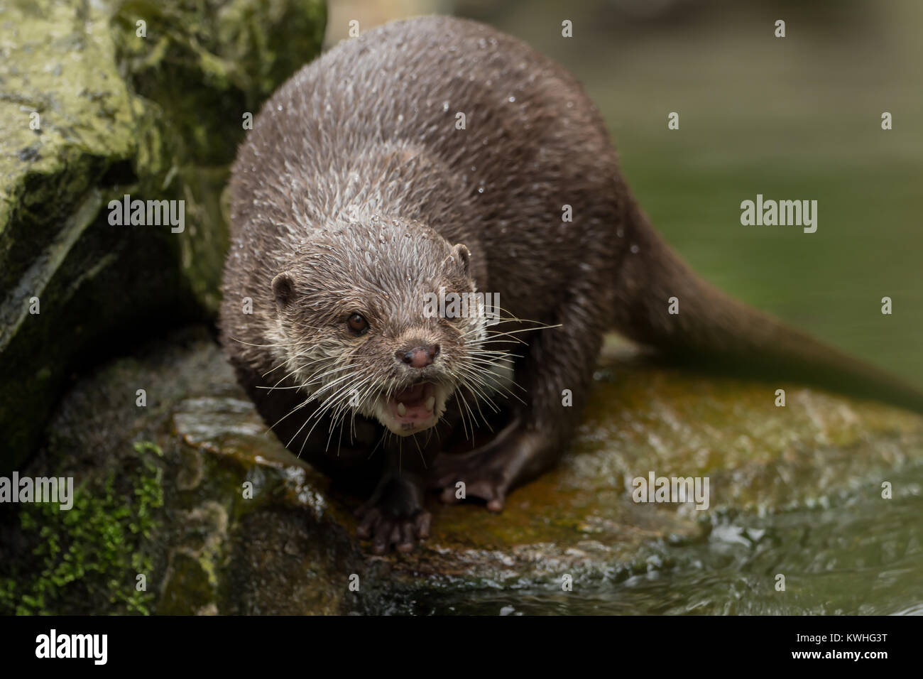 A wet otter on the water Stock Photo - Alamy