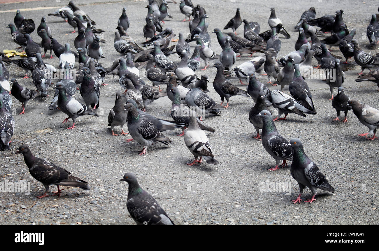 Many pigeons on ground Stock Photo - Alamy