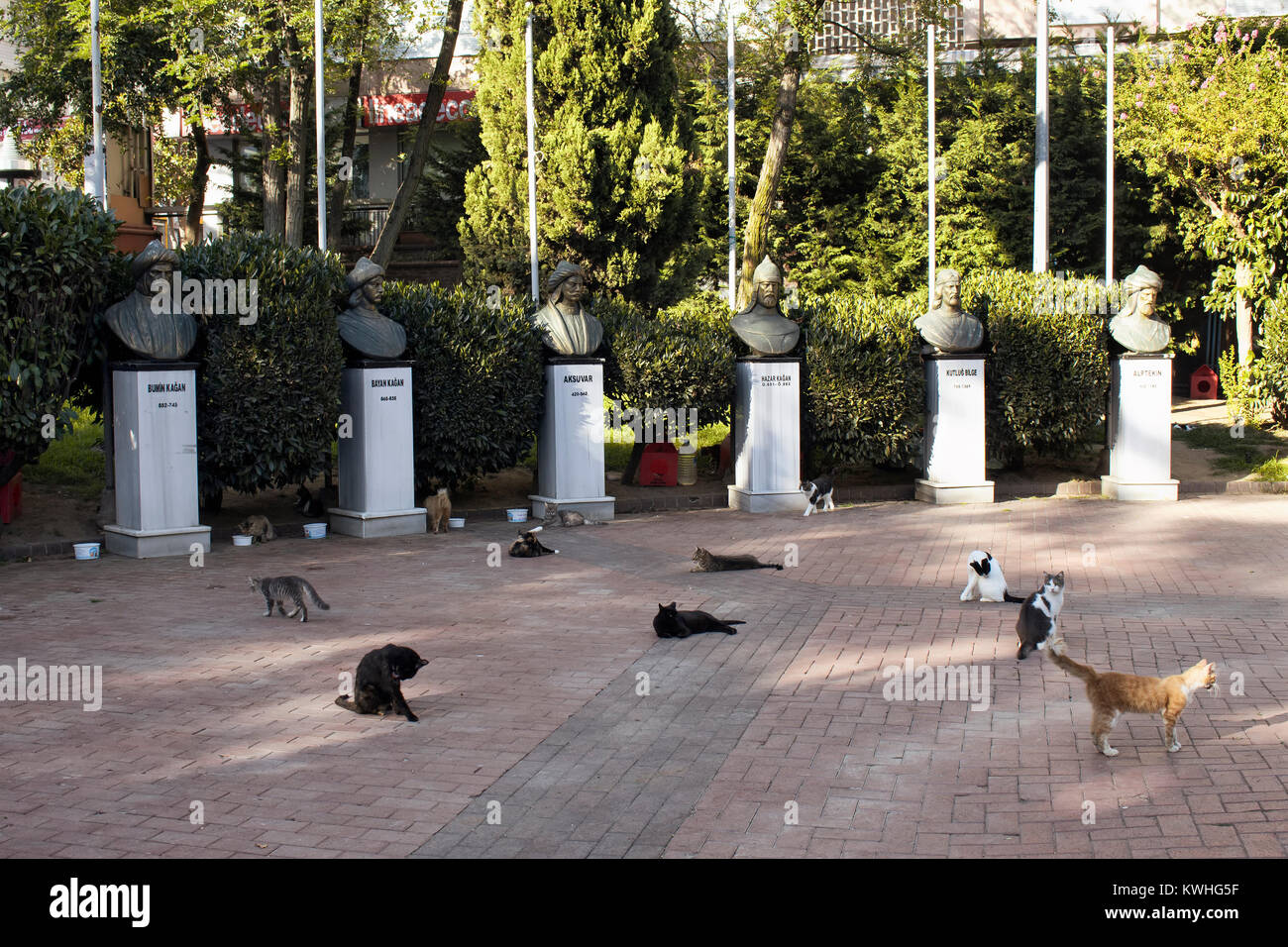 Stray cats turkey hi-res stock photography and images - Alamy