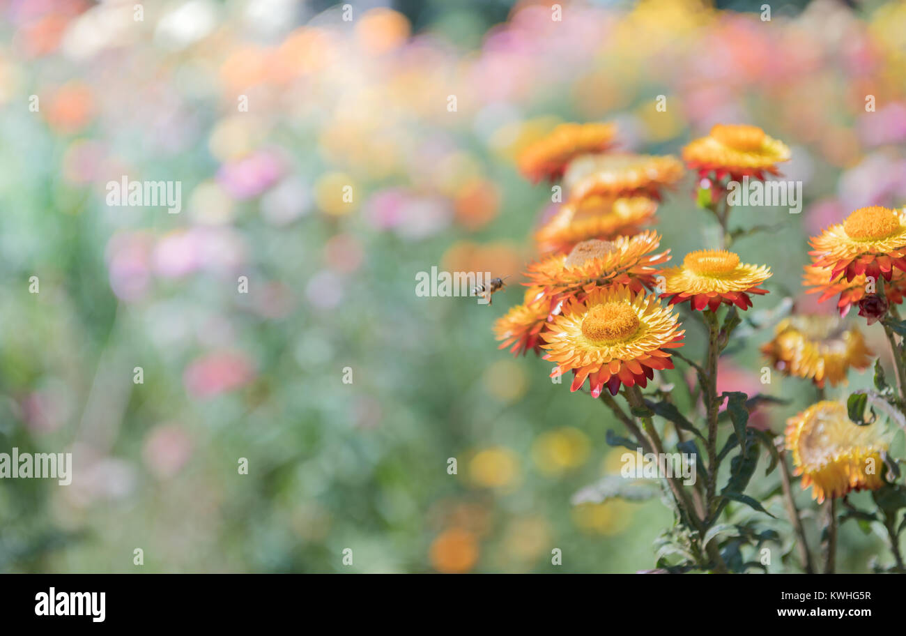beautiful orange straw flower on nature bcakground and sun light, soft ...