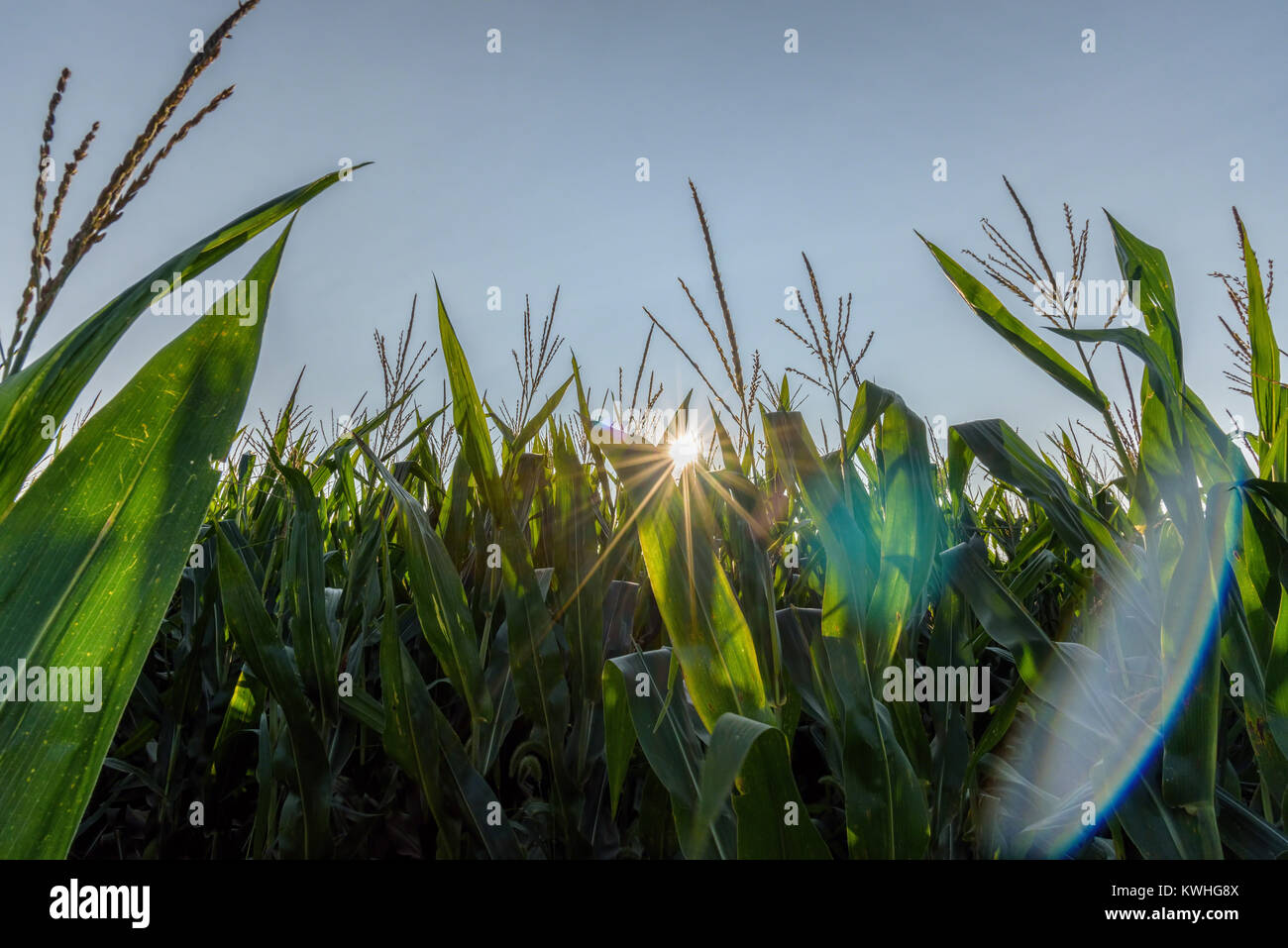 Growing beams hi-res stock photography and images - Alamy