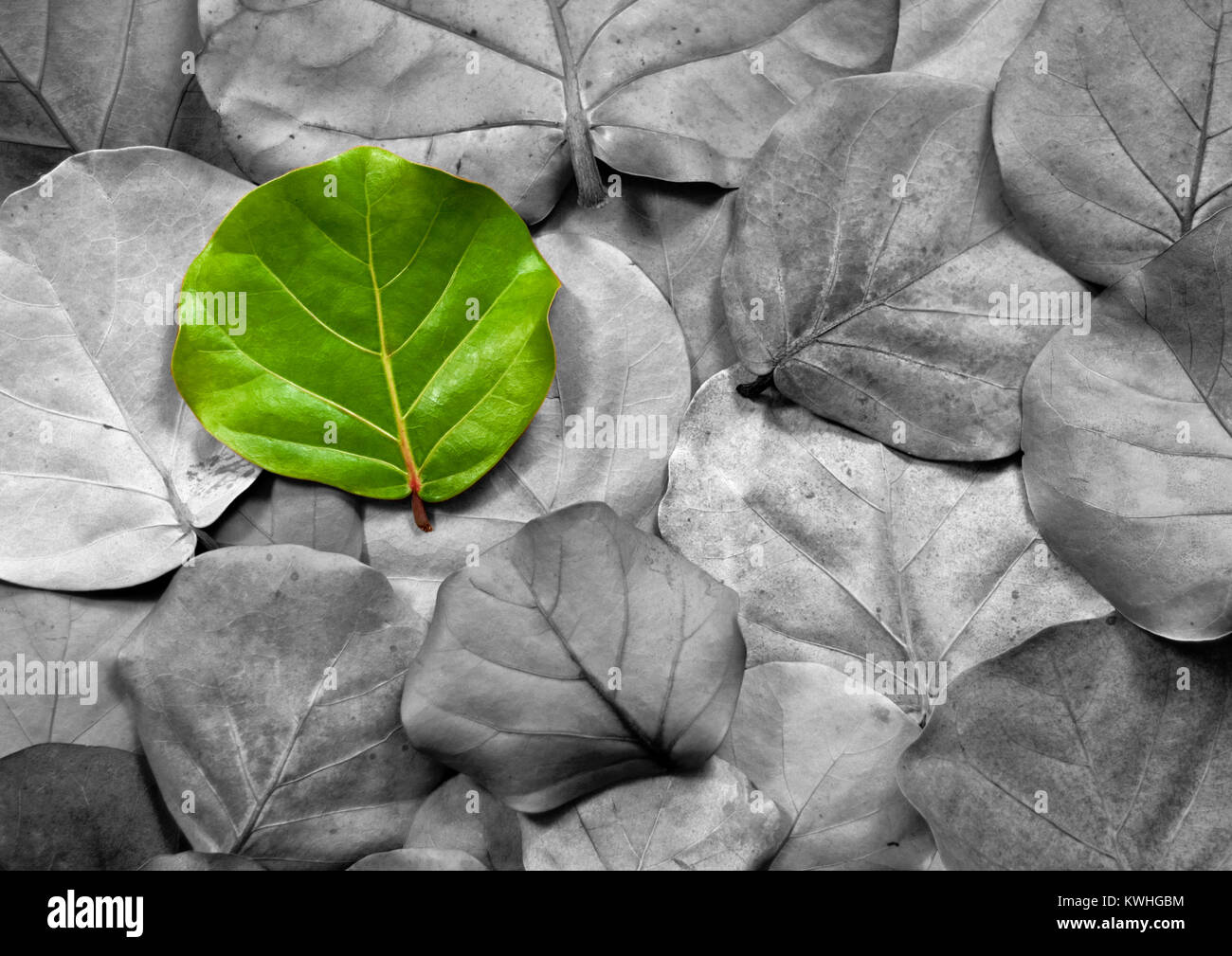 Only one stands out Stock Photo - Alamy