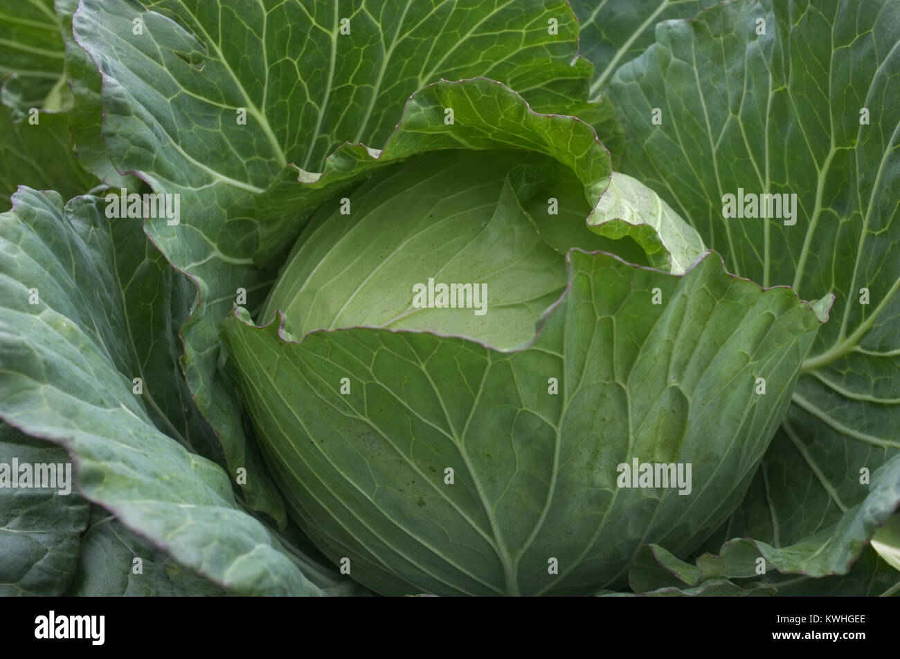 Close up view, Big fresh cabbage in the garden Royal Agricultural ...