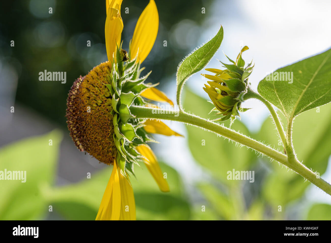 Side view of a sunflower hi-res stock photography and images - Alamy