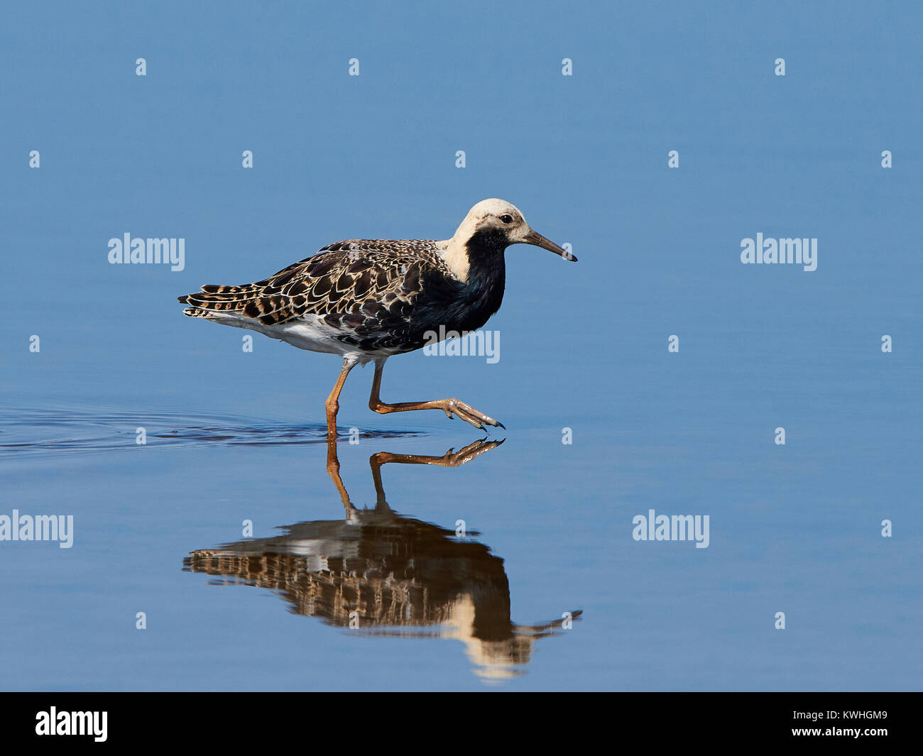 Ruff walking in water in its habitat Stock Photo - Alamy