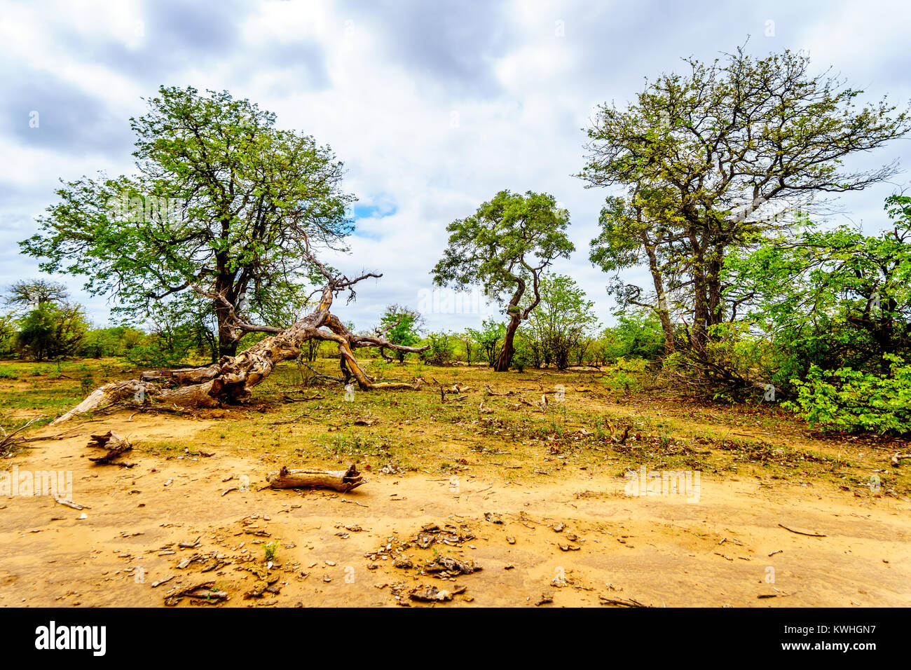 Mopane trees hi-res stock photography and images - Alamy