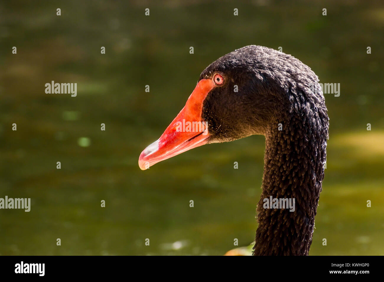 closeup of single black swan face swimming in pond Stock Photo - Alamy