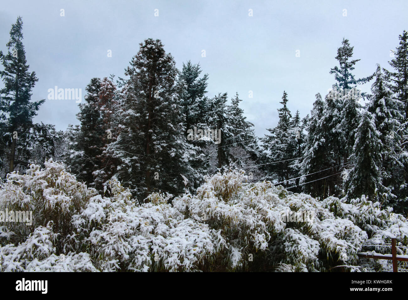 The forest is filled with snow covered tree tops on a white christmas ...