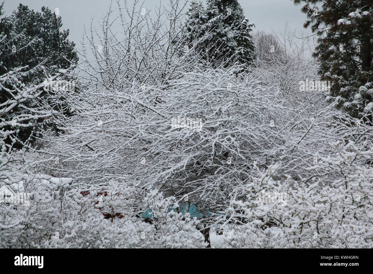 Christmas Tree In A Forest Covered With Snow Stock Photos & Christmas ...