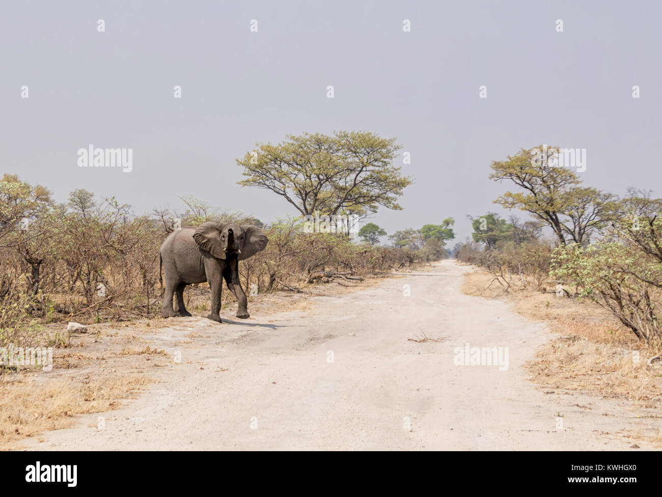 An African Elephant crossing a road in Namibia Stock Photo - Alamy
