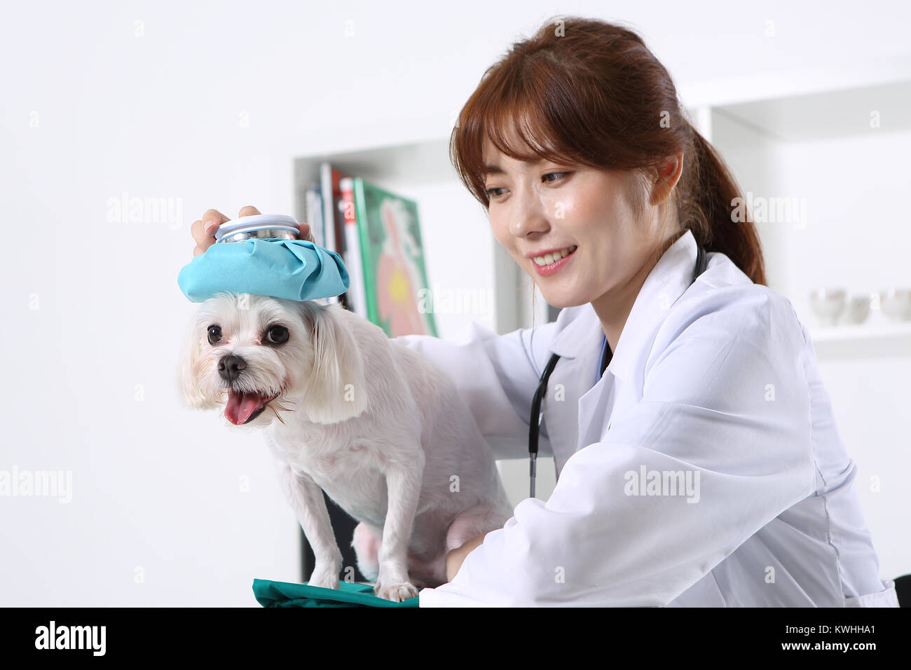 RF photo - a veterinarian is curing animals 232 Stock Photo - Alamy