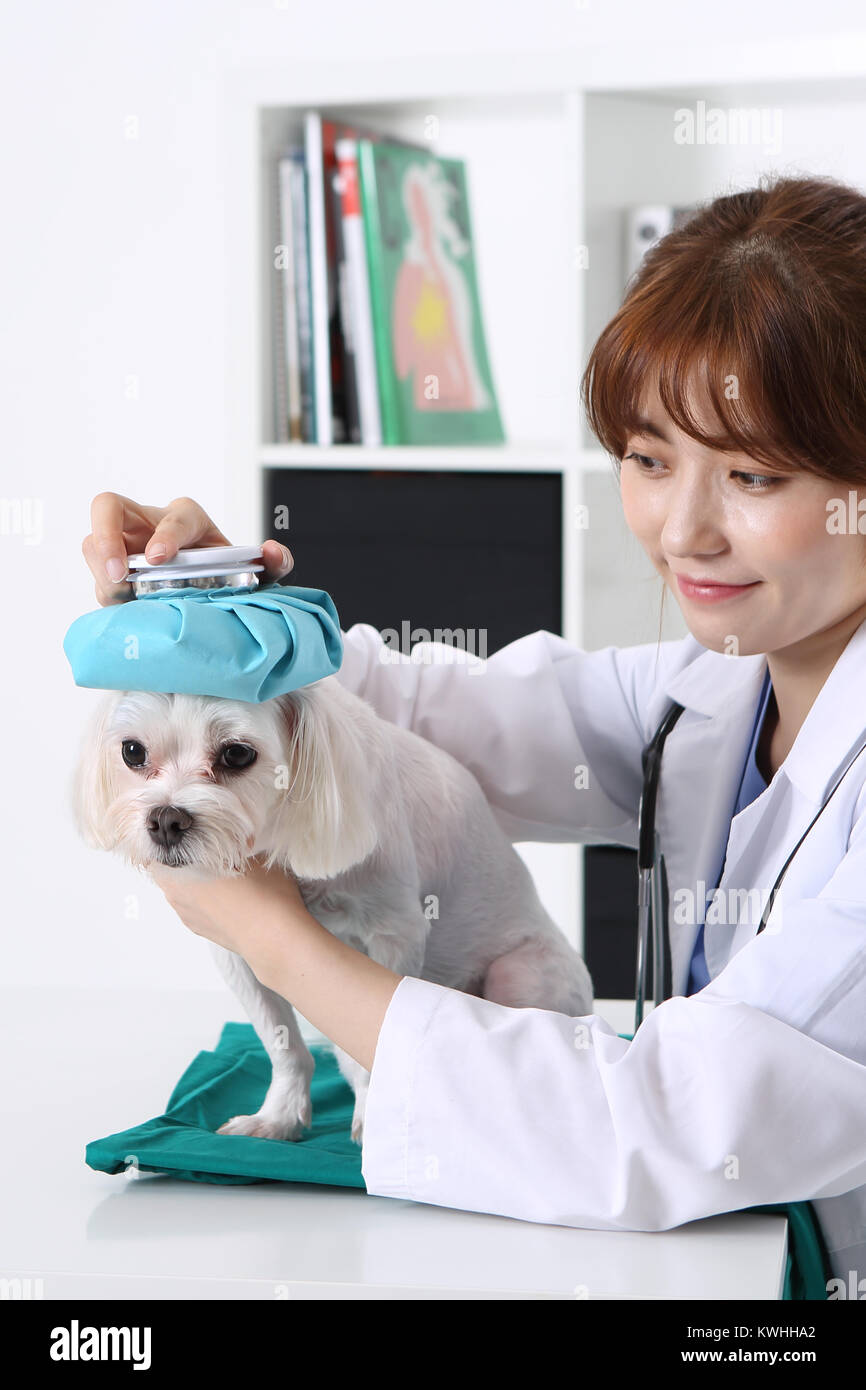 RF photo - a veterinarian is curing animals 231 Stock Photo - Alamy