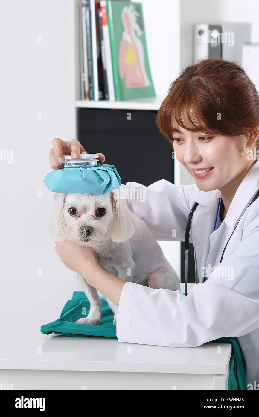 RF photo - a veterinarian is curing animals 230 Stock Photo - Alamy