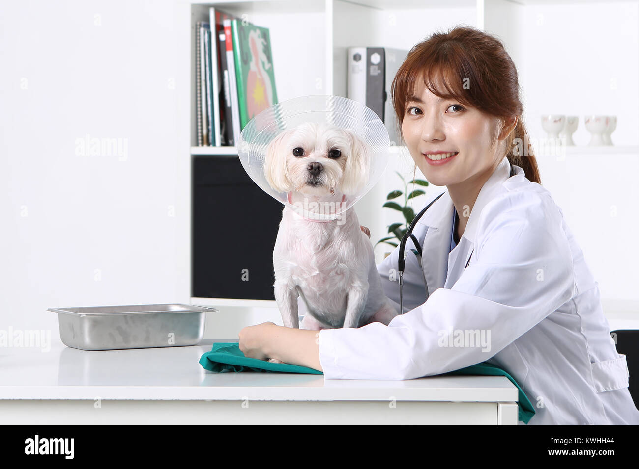 RF photo - a veterinarian is curing animals 229 Stock Photo - Alamy