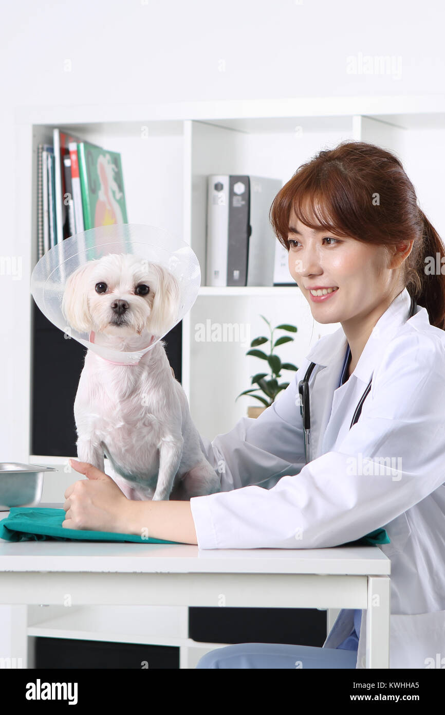 RF photo - a veterinarian is curing animals 228 Stock Photo - Alamy