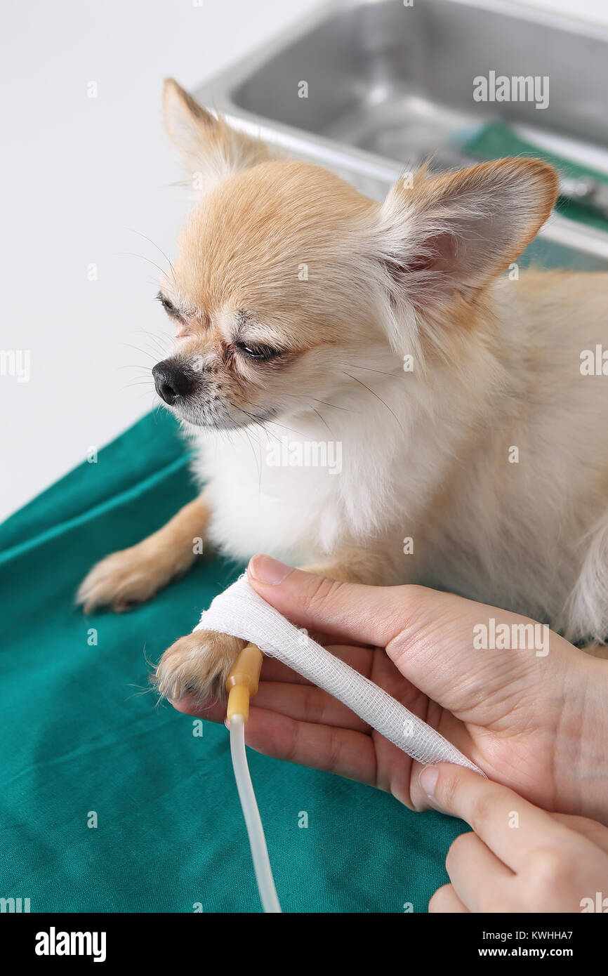 RF photo - a veterinarian is curing animals 226 Stock Photo - Alamy
