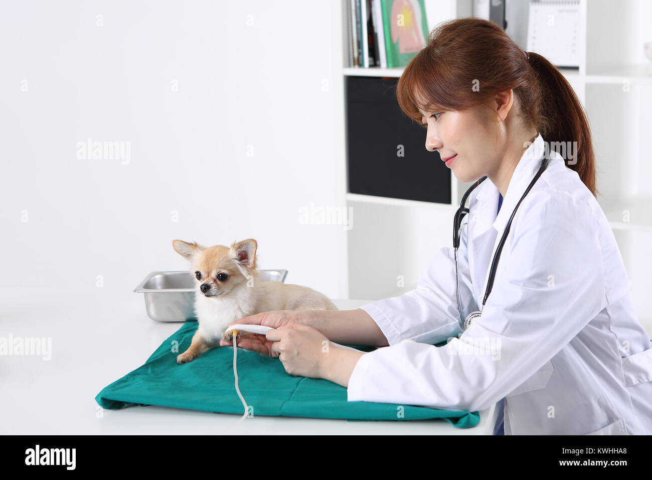 RF photo - a veterinarian is curing animals 225 Stock Photo - Alamy