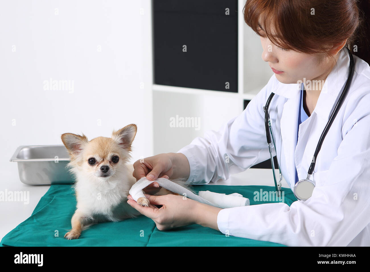 RF photo - a veterinarian is curing animals 223 Stock Photo - Alamy