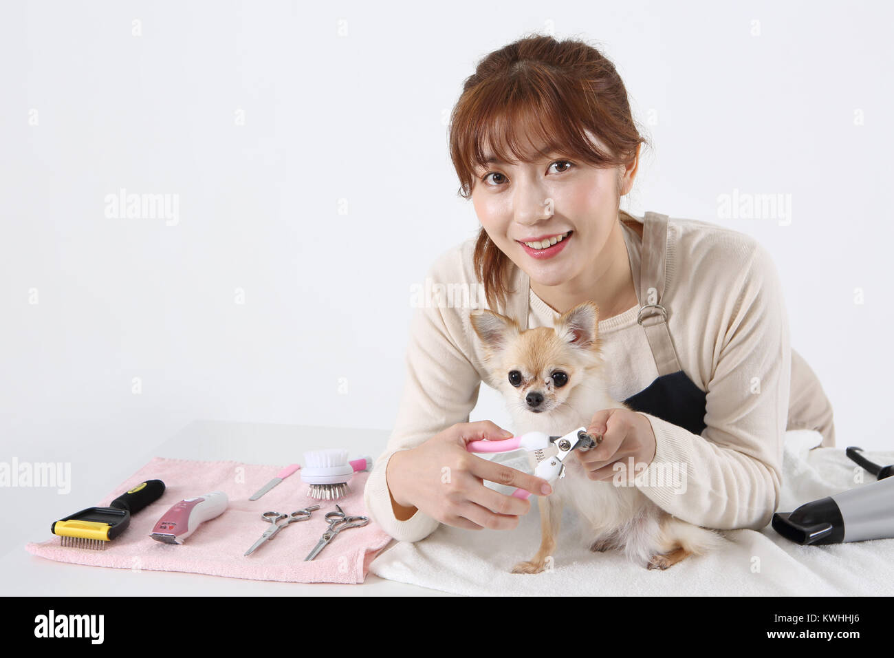 RF photo - Pet economy, Dog Beautician is caring a dog 032 Stock Photo ...