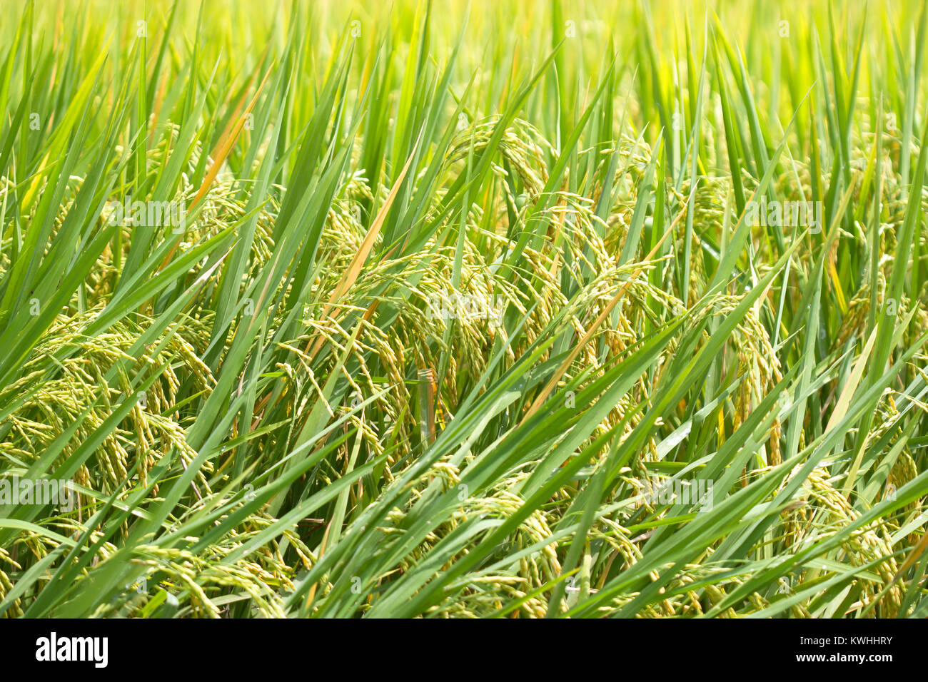 Rice fields natural food garden plantation area Thailand Stock Photo ...