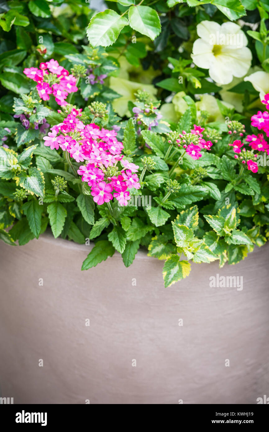 Petunia spring flowers hanging baskets hi-res stock photography and ...