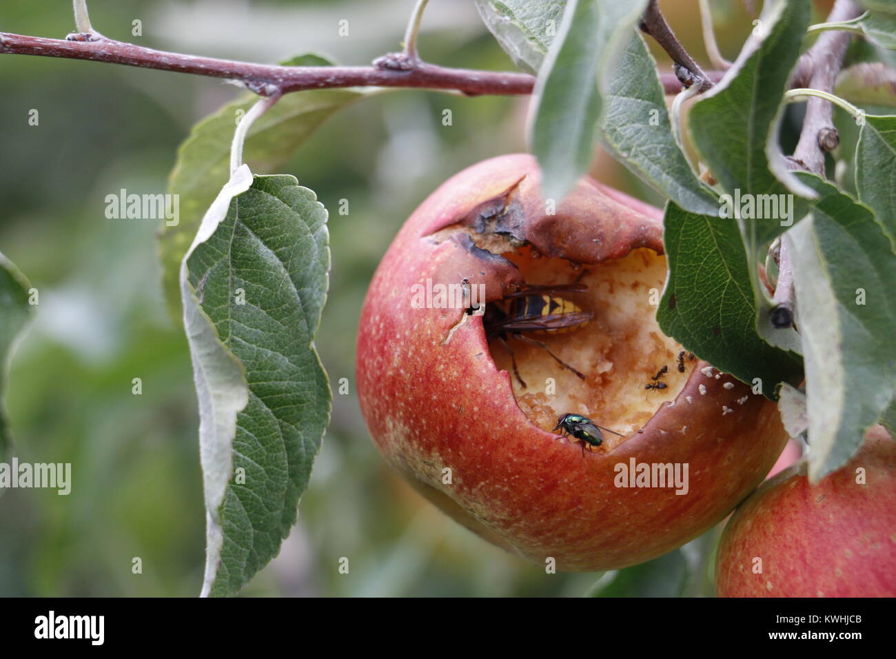 apple with insects Stock Photo - Alamy