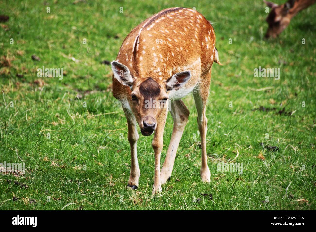 beautiful roe deer Stock Photo - Alamy