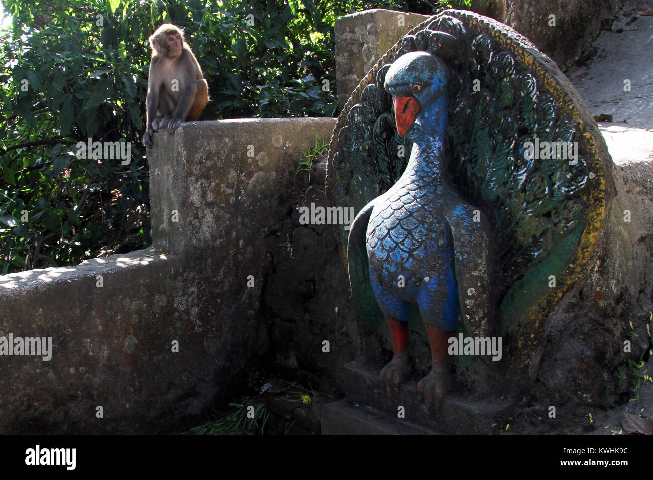 Monkey and swan hi-res stock photography and images - Alamy