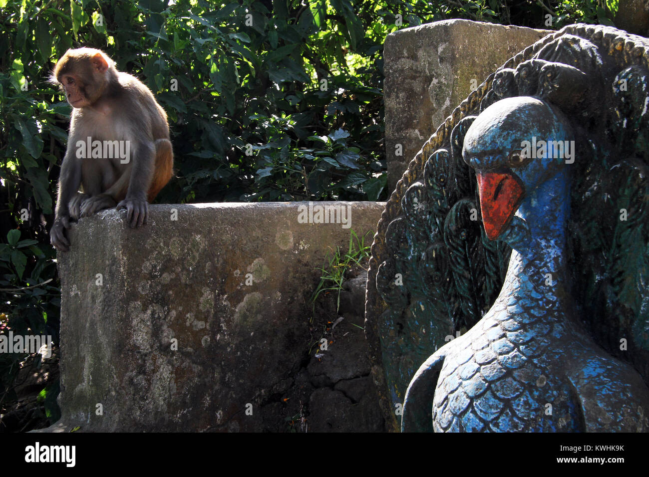 Swan with red beak on the staircase and monkey Stock Photo - Alamy