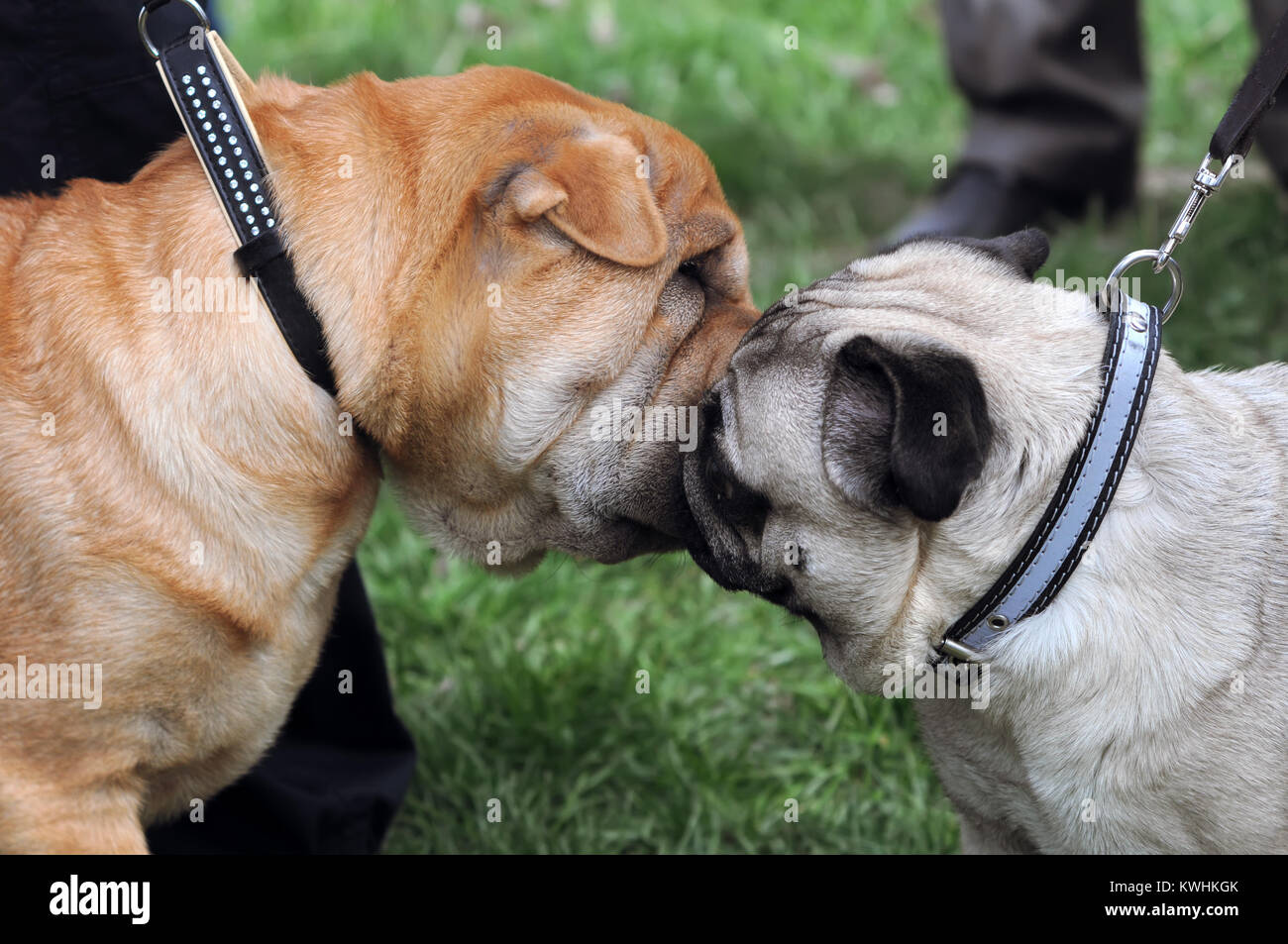 dogs friendly meeting at the dog show Stock Photo - Alamy