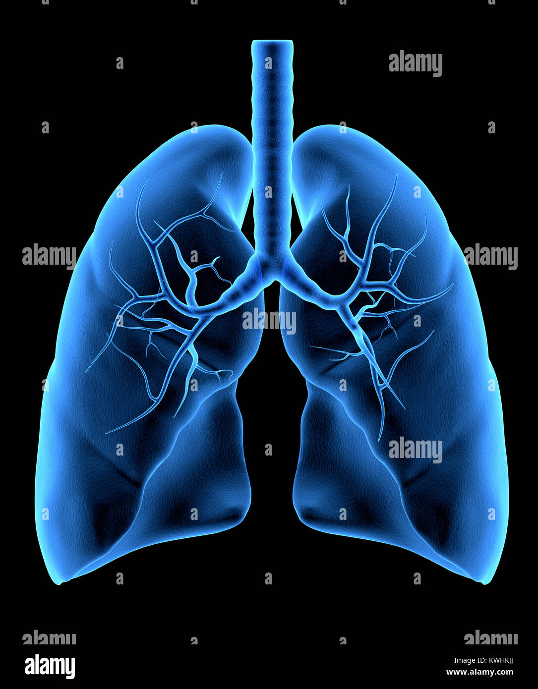 Human lungs hi-res stock photography and images - Alamy